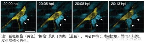 《nature》研究： Nmn合成酶可用于修复损伤肌肉，促进肌肉再生 知乎