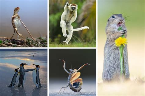 Nikon Comedy Wildlife Awards 2024 Here Are The 40 Funniest Pictures Of