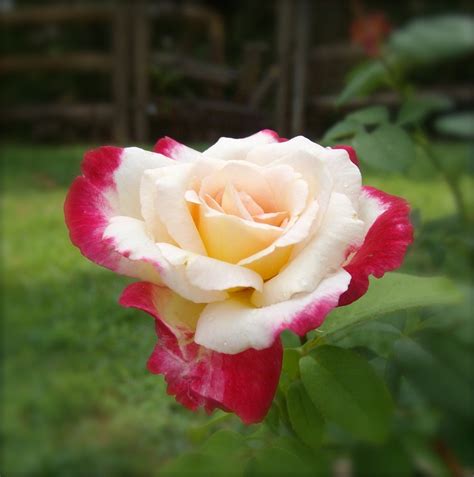 Double Delight Hybrid Tea Rose Hybrid Tea Roses Different Types Of