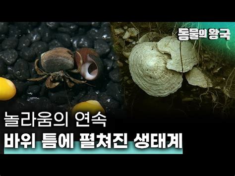 해안의 바위 틈엔 어떤 생물이 살고 있을까 지구 상에서 가장 열악한 곳에 펼쳐진 놀라운 생태계 은밀한 해안 바위 틈 세계