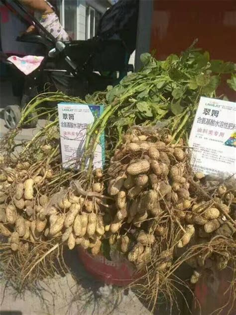 花生怎样种植才高产 行业新闻 烟台拉姆拉进出口有限公司