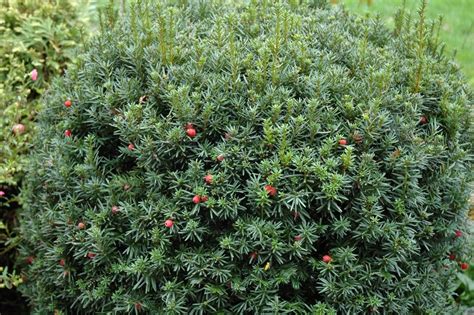 უთხოვარი თბილისის მარადმწვანე ბუჩქები Evergreen Shrubs Of Tbilisi