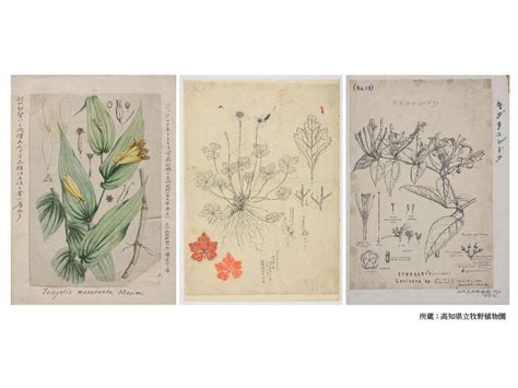 渋谷で高知牧野植物園紹介する企画展 牧野富太郎の植物画複製など シブヤ経済新聞