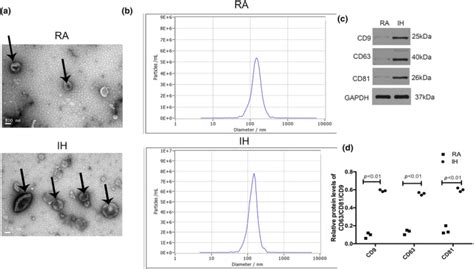 Exosomal Mir‐106a‐5p Derived From Intermittently Hypoxic Non‐small‐cell