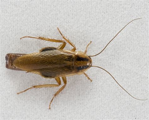 Cockroach Borne Bacteria In Hospitals Maldi Tofms Identifies Health