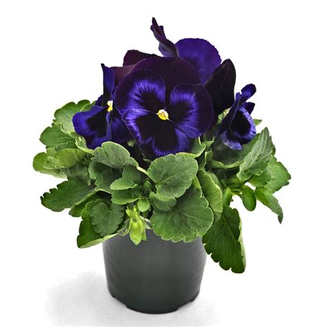 Viola Blue blotch(Виола едроцветна Синьо петно) | Растения за градината