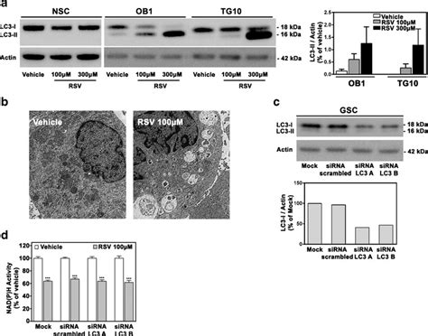 Resveratrol Induces Autophagy In GSCs A Resveratrol Induces LC3 II