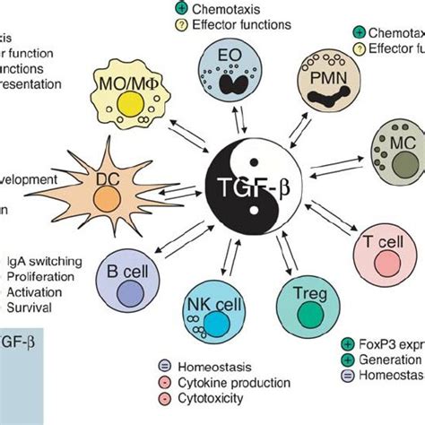 TGF β regulation of T cell responses TGF β blocks T cell Download Scientific Diagram