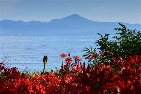 涼やかな秋の風景 By まねきねこ （id：12012308） 写真共有サイトphotohito