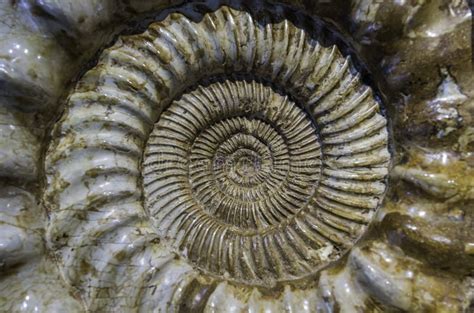 Beautiful Crustacean Fossil Stock Image Image Of Bright Nautilus