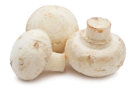 Mashroom Buy Mushroom For Best Price At Inr 175 Kilogram Approx