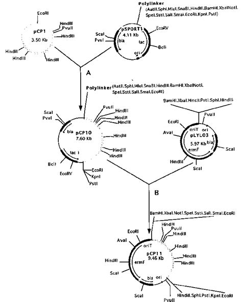 Construction Of The C Johnsonae E Coli Shuttle Plasmid Pcp11 Letters