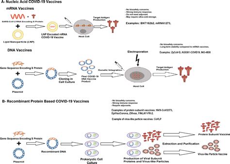 Recombinant Dna Vaccines