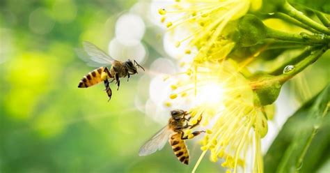 7 datos curiosos sobre las abejas que quizá no sabías una es que los