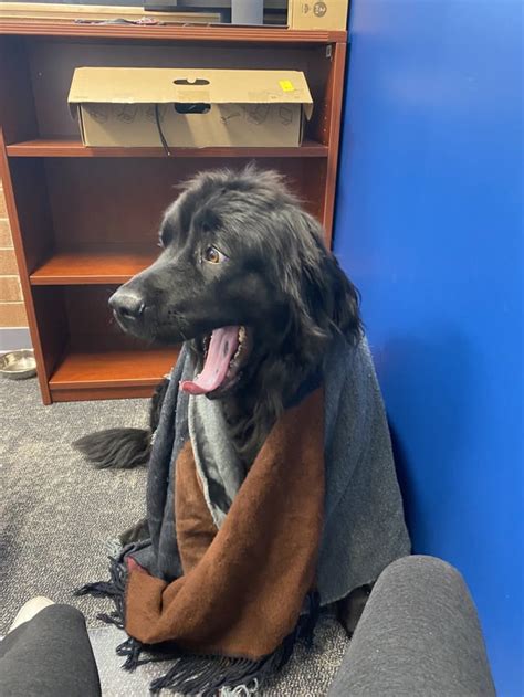 Caption This R Newfoundlander