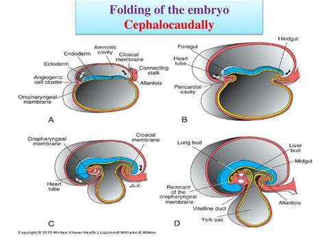 Ppt Derivatives Of The Ectodermal Germ Layer Powerpoint Presentation