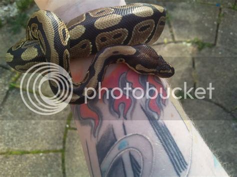 Xander Het Axanthic Royal Reptile Forums