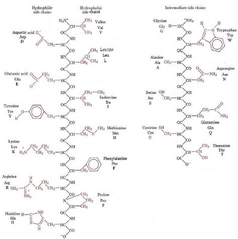 Amino Acid Side Chains Chemical Structures