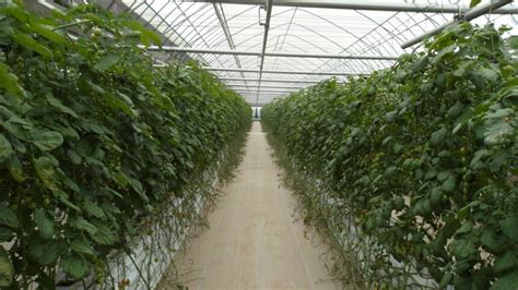 충청북도농업기술원 충청북도농업기술원원장 김숙종은 시설하우스 재배 농가들이 관리에소홀해 지기 쉬운