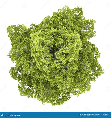 Lime Tree Cartoon Vector 46550941