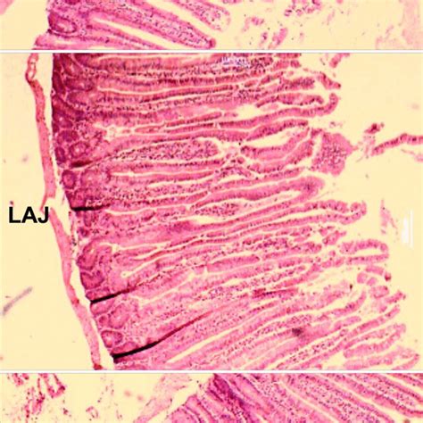 Photomicrograph Showing Representative Sections Of Intestine From