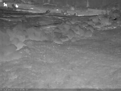 Porcupine Thermal Dataset Object Detection Dataset By Wsdot Thermal Dataset