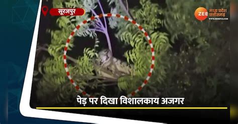 Surajpur Video Forest Department Rescued A Giant Python Seen On A Tree