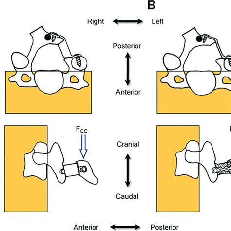 Schematic Of The Applied Compressive Loads Top Row Transverse Plane Download Scientific