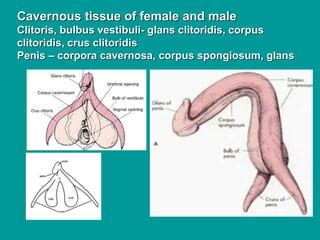 Ppt Female Genital System Reproductive Systempdf