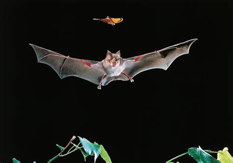 How Do Animals Use Echolocation How Do Animals Use Echolocation