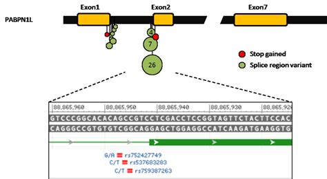 Schematic Of Snvs In Exon1 Intron1 Junction And Intron1 Exon2 Junction Download Scientific