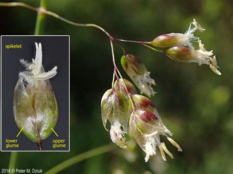Anthoxanthum Hirtum Sweetgrass Minnesota Wildflowers