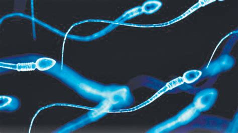 Sperm Counts Of Western Men Plummeting Analysis Finds Post Courier