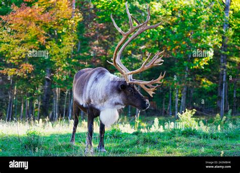 Caribous Canada Banque Dimage Et Photos Alamy