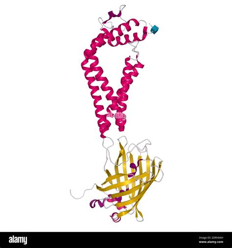 Crystal Structure Of Human Cd53 3d Cartoon Model With Differently Colored Elements Of The