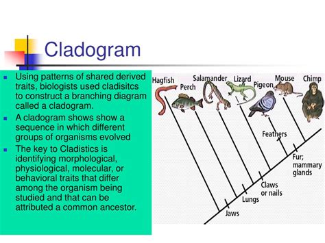 Ppt Classification Powerpoint Presentation Free Download Id3057416