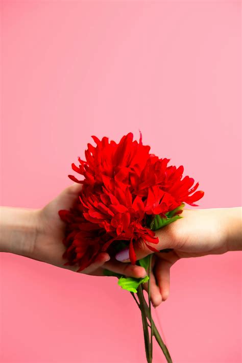 꽃 꽃 배경 꽃 사랑 꽃 사진 꽃 선물 꽃 장식 꽃 클로즈업 꽃꽂이 꽃다발 꽃다발 꽃잎 꽃을 들고 꽃의 미학
