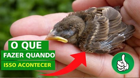 O Que Posso Fazer Em Rela O A Isso Passarinhos Que Caem Do Ninho