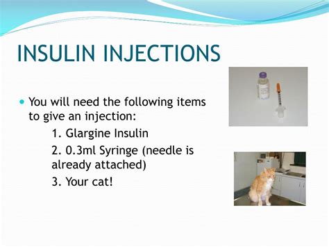 Ppt How To Manage Your Diabetic Cat Powerpoint Presentation Free