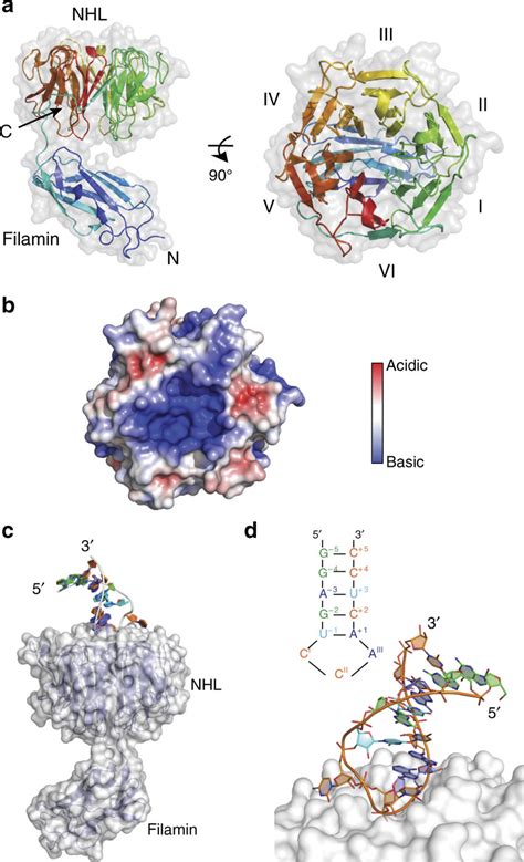 Crystal Structure Of The C Terminal Part Of D Rerio Lin41 A The