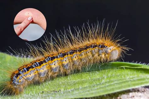 Louisiana How To Identify The Four Caterpillars That Can Sting