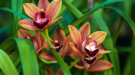 Types Of Orchids 47 Different Orchid Varieties With Names And Pictures