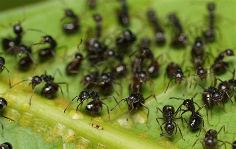 Winning The Battle Against Ants In Virginia Beach Expert Advice On