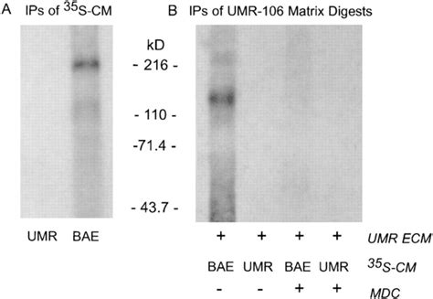 Cross Linking Ltbp 1 In Bae Cm To Umr 106 Ecm By Factor Xiiia A Download Scientific Diagram
