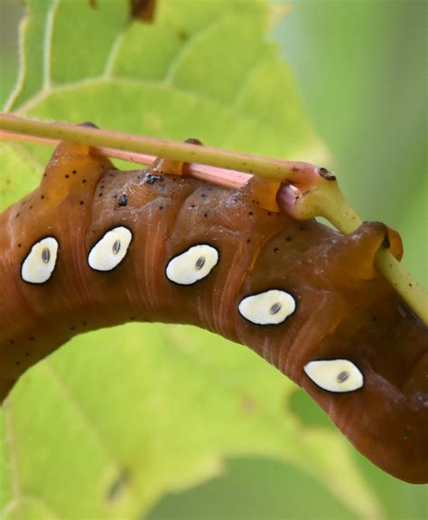 Giant Brown Caterpillar