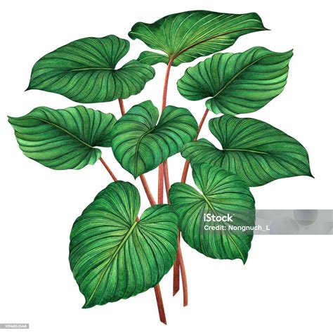수채화 그림 록 팜 잎 흰색 배경에 고립 수채화 손 그림을 그린 열 대 알로하 이국적인 잎 벽지 트리 정글 하와이 스타일 패턴