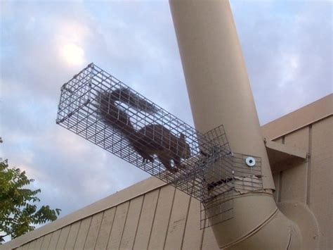 Squirrel Prevention Humane Wildlife Removal