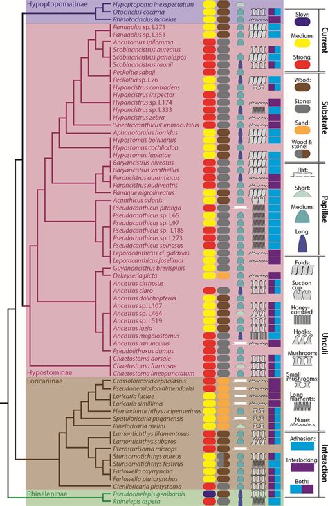 Of Ecological Data And Results From Morphological Analyses Visualized