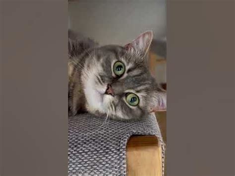 Кокоа лежит #комару #кокоа #комуги #кошка #кошка #рек #камару - YouTube