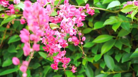 Antigonon Leptopus Hook In Nature Bees Are Flying And The Wind Blowing
